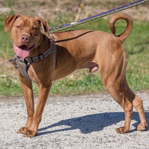 Huckleberry Is Northern Chautauqua Canine Rescue Dog Of The Week | News ...